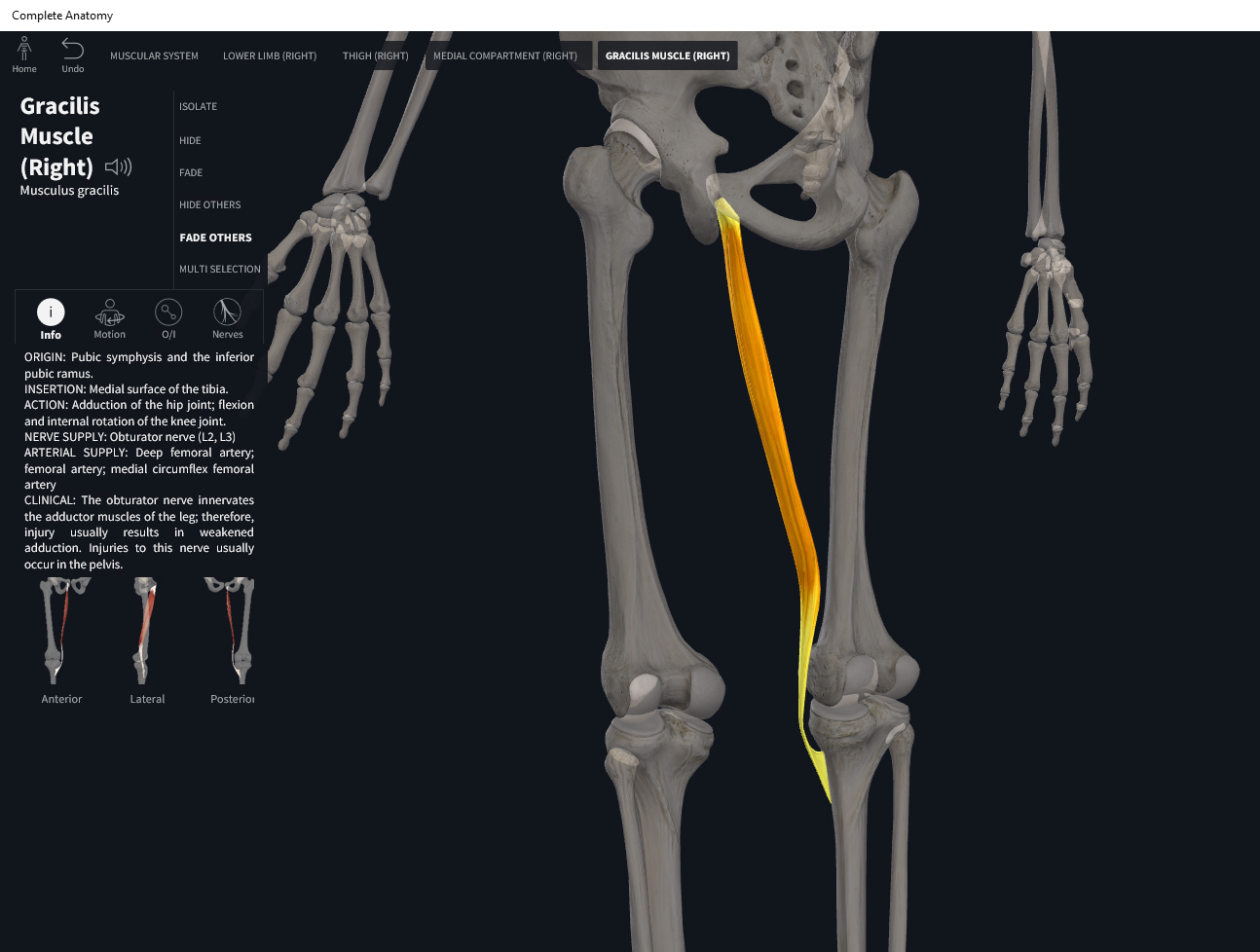 Muscles Gracilis Anatomy Physiology Muscles Gracilis Anatomy Physiology