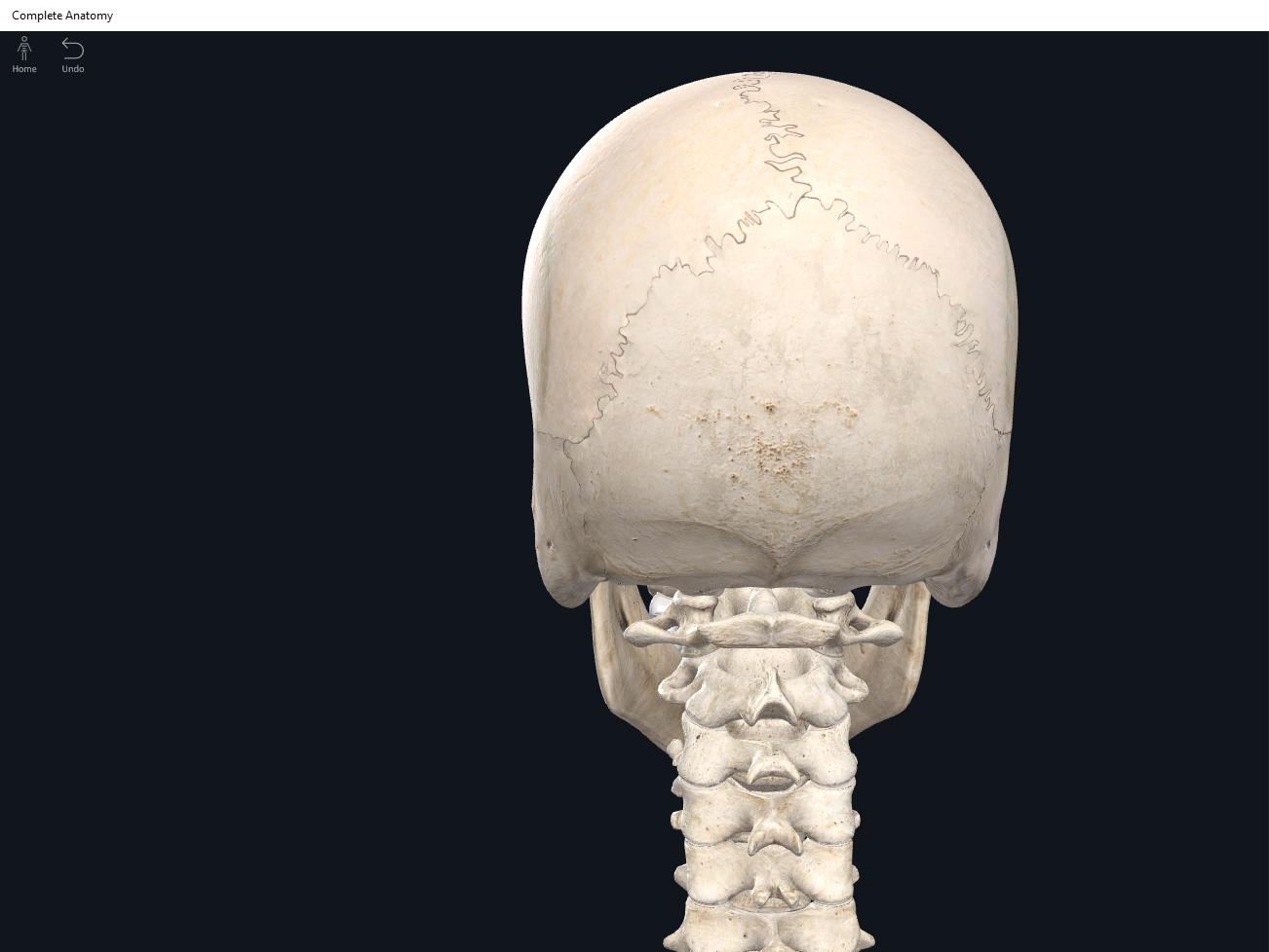 Only Movable Bone In The Skull Noredama Only Movable Bone In The Skull Noredama