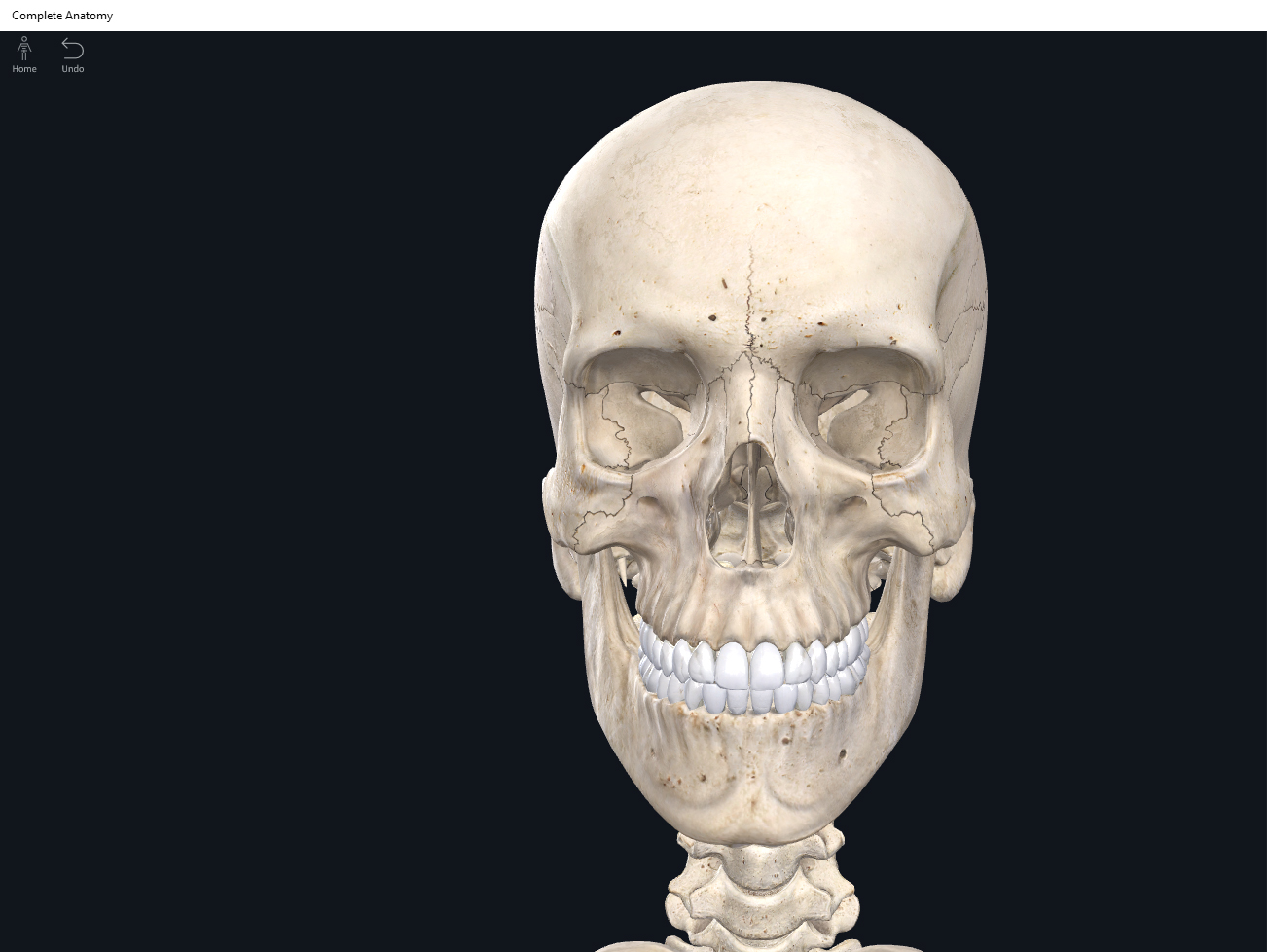 Skull Skull