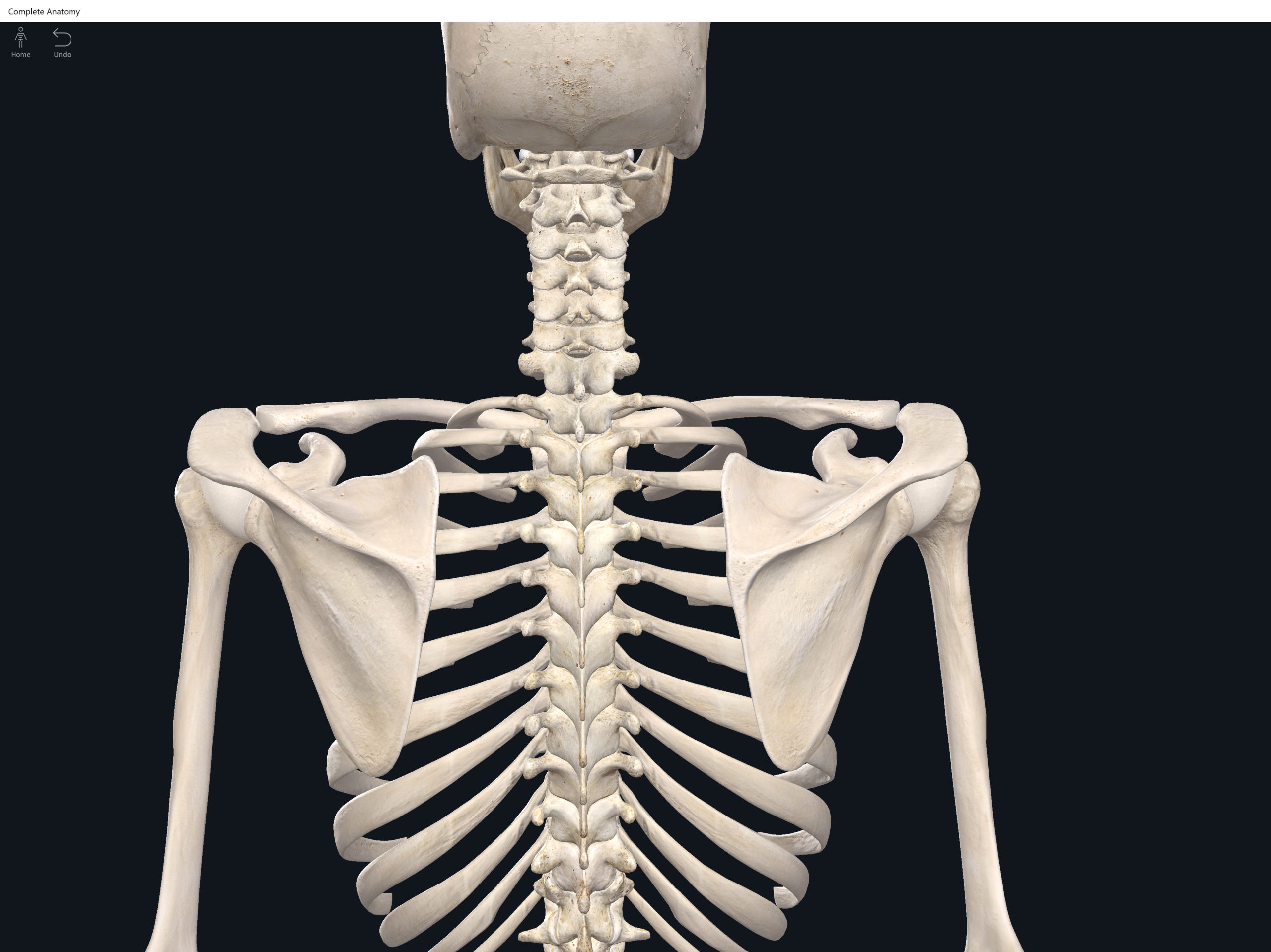 Bones Shoulder Girdle Anatomy Physiology