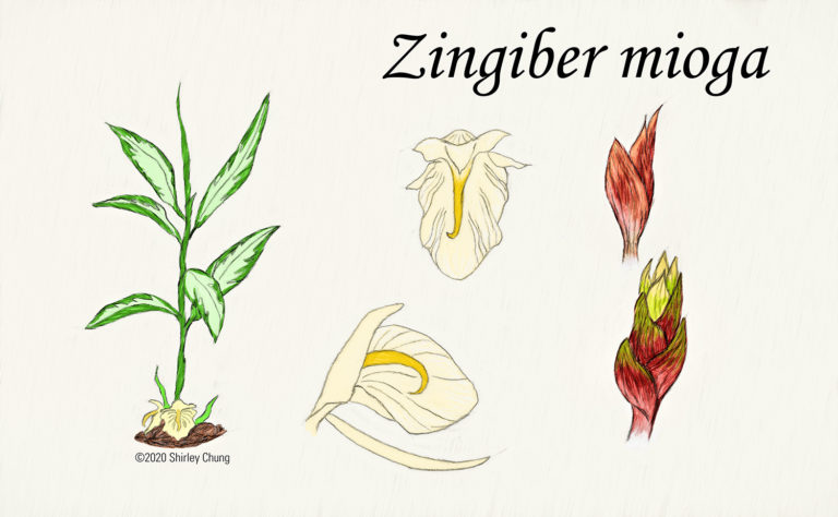 Ginger, Zingiber mioga – Integrative Wellness and Movement